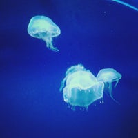 Sea Life London Aquarium - Waterloo - 112 tips