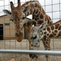 Boulder Ridge Wild Animal Park - Zoo