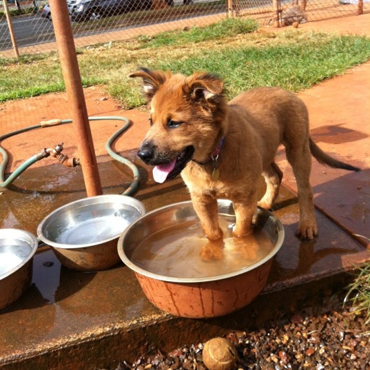 Mililani Dog Park - Mililani Town, HI